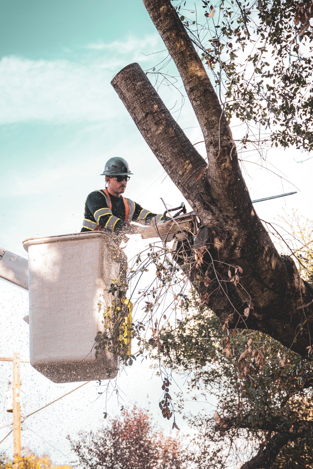 Catalyst Tree Service | San Luis Obispo County Tree Removal ...