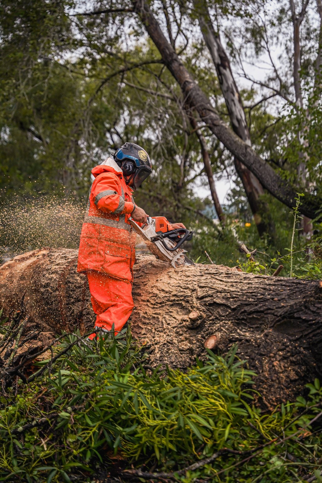 Catalyst Tree Service | San Luis Obispo County Tree Removal ...